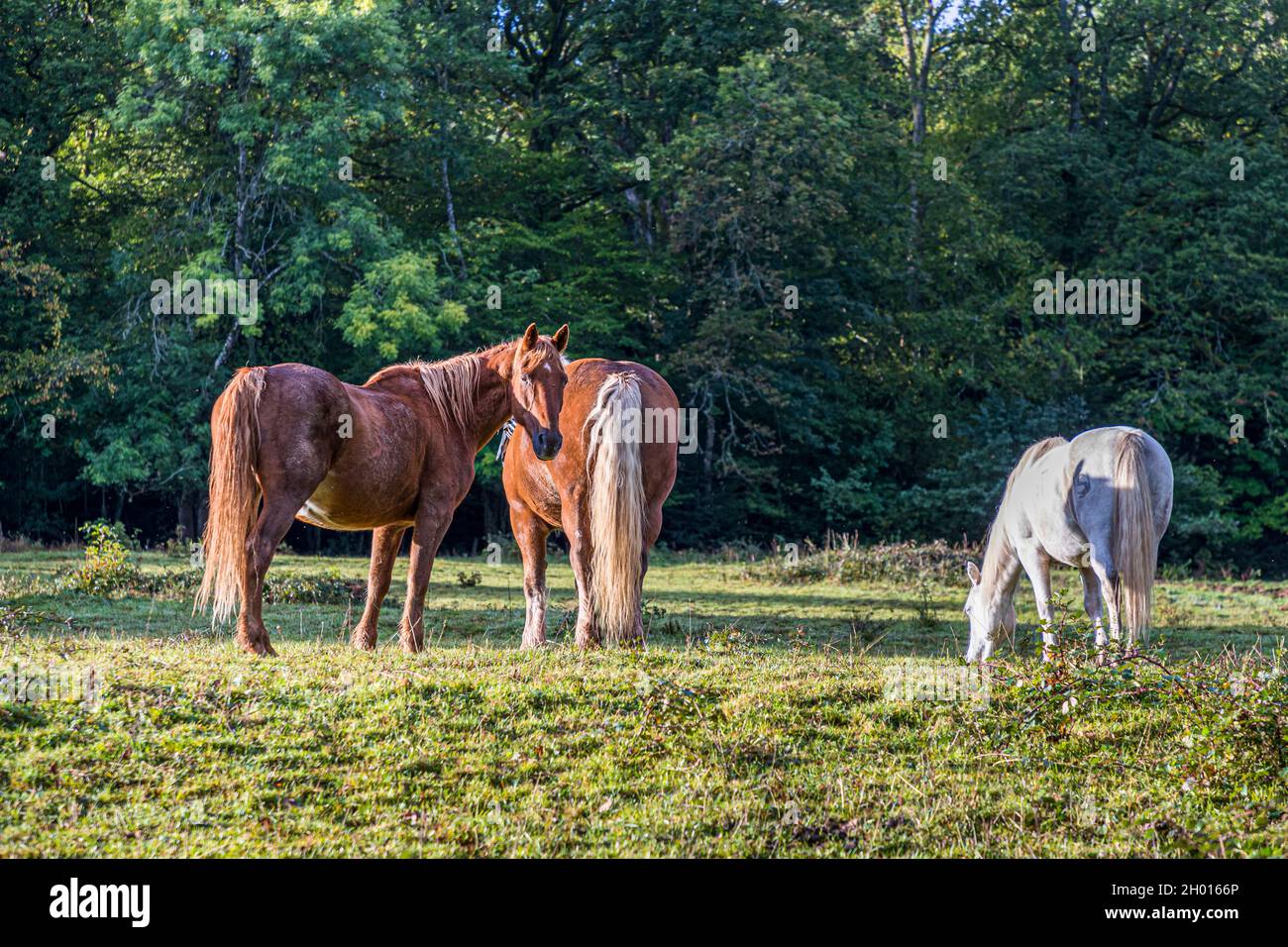 Horses in the paddock near Guebwiller, France Stock Photo - Alamy
