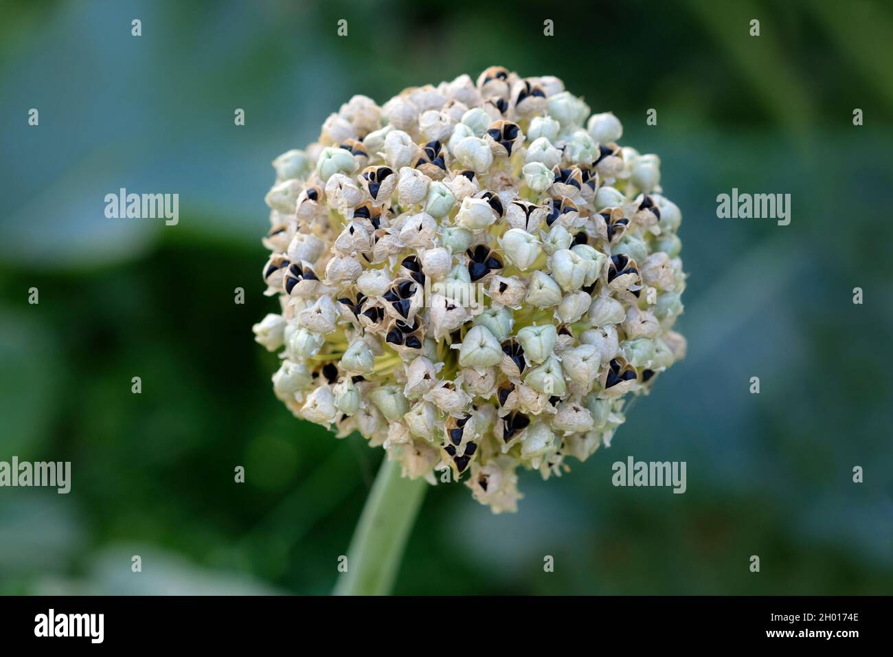 Spherical inflorescence hi-res stock photography and images - Alamy