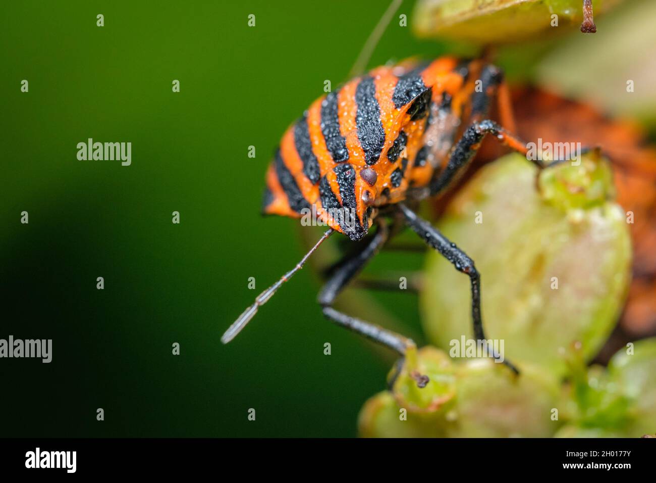 A macro shot of a red and black striped bug with a blurry background in ...