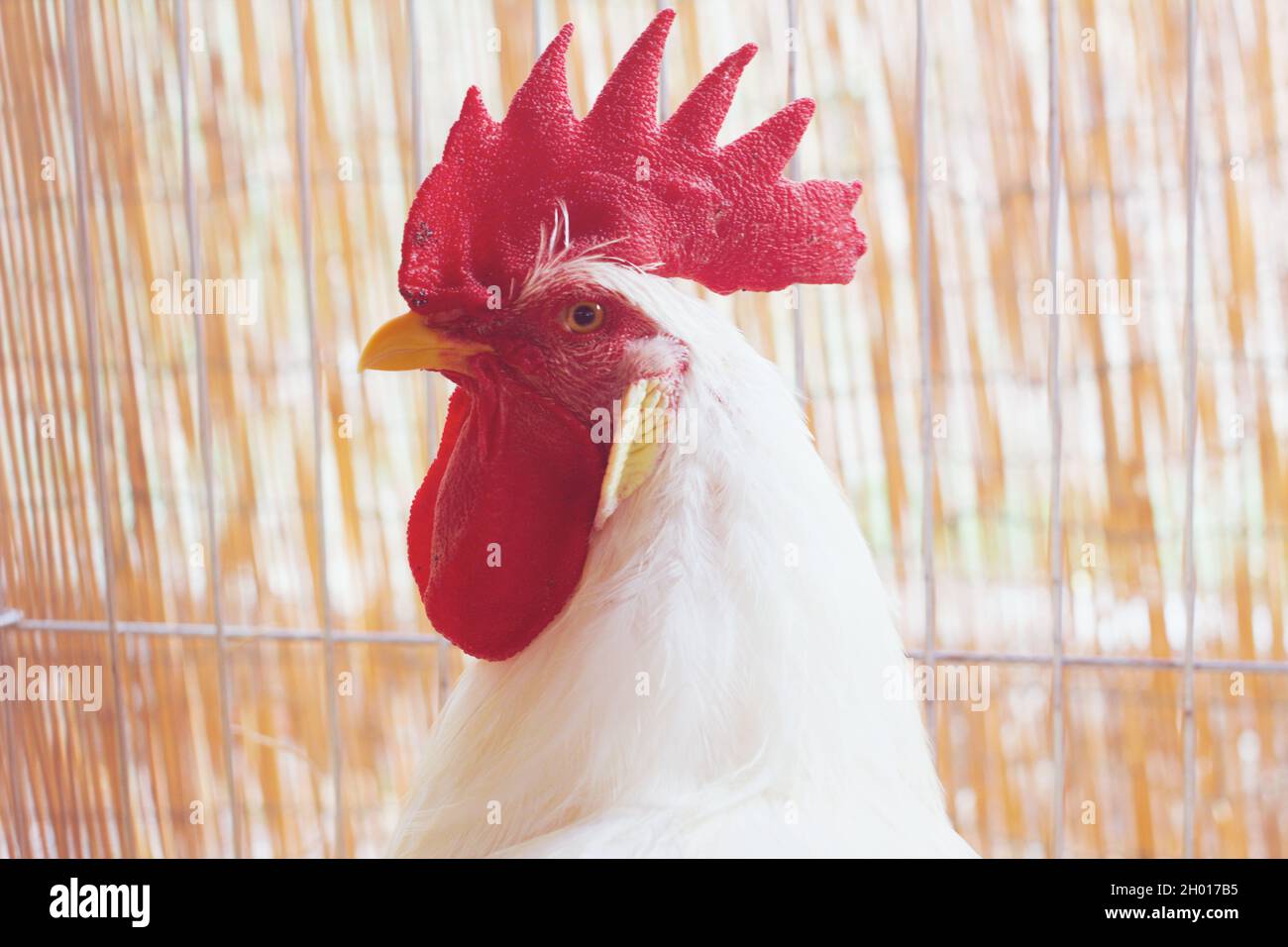 Shot of a white rooster inside a cage in farm business Stock Photo - Alamy