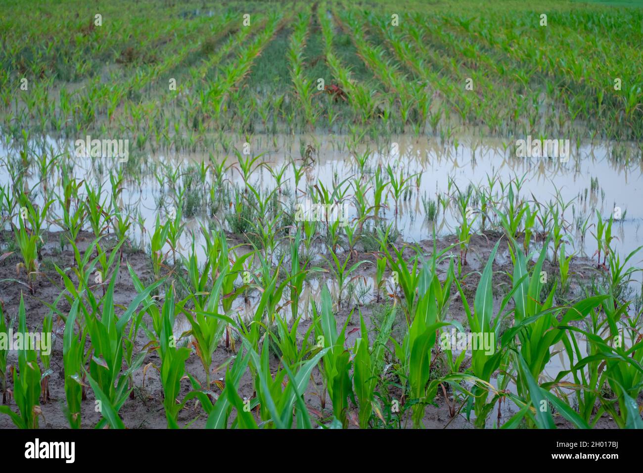 A close up shot of a Cornfield with water puddle after much rain ...
