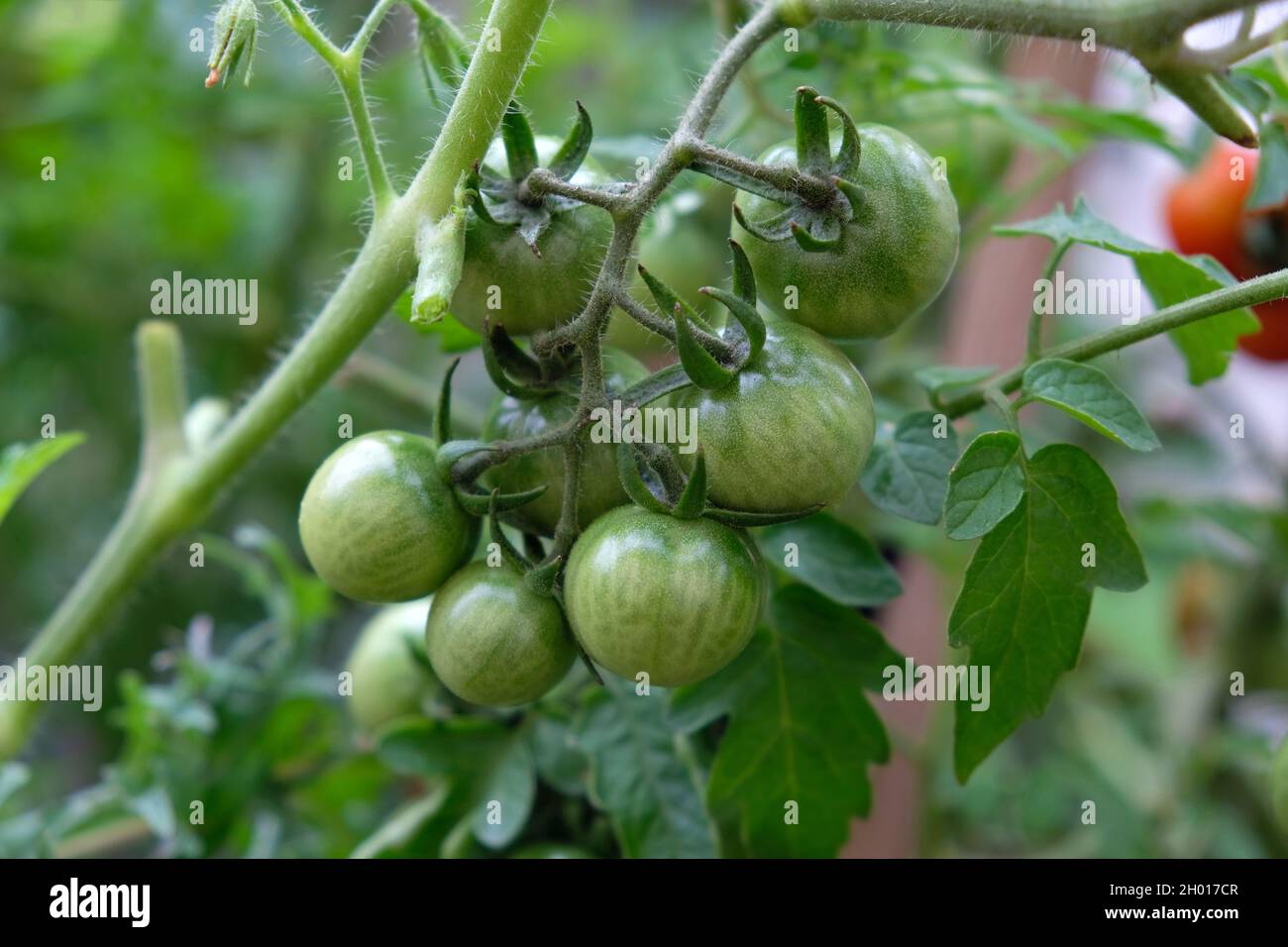 A branch of small green tomatoes on a bush. Green tomatoes in close-up ...