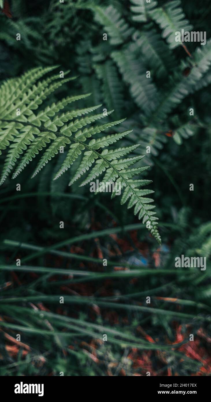 A vertical shot of Dryopteris Filix plant leaves against a green ...