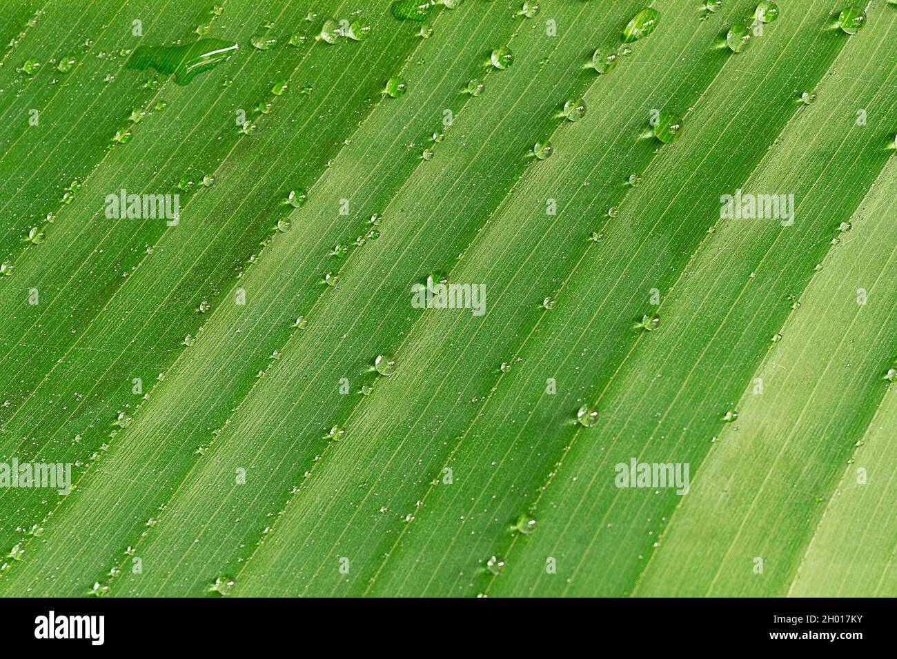 Detail photograph of a banana leaf. Geometric pattern, macro, from the ...