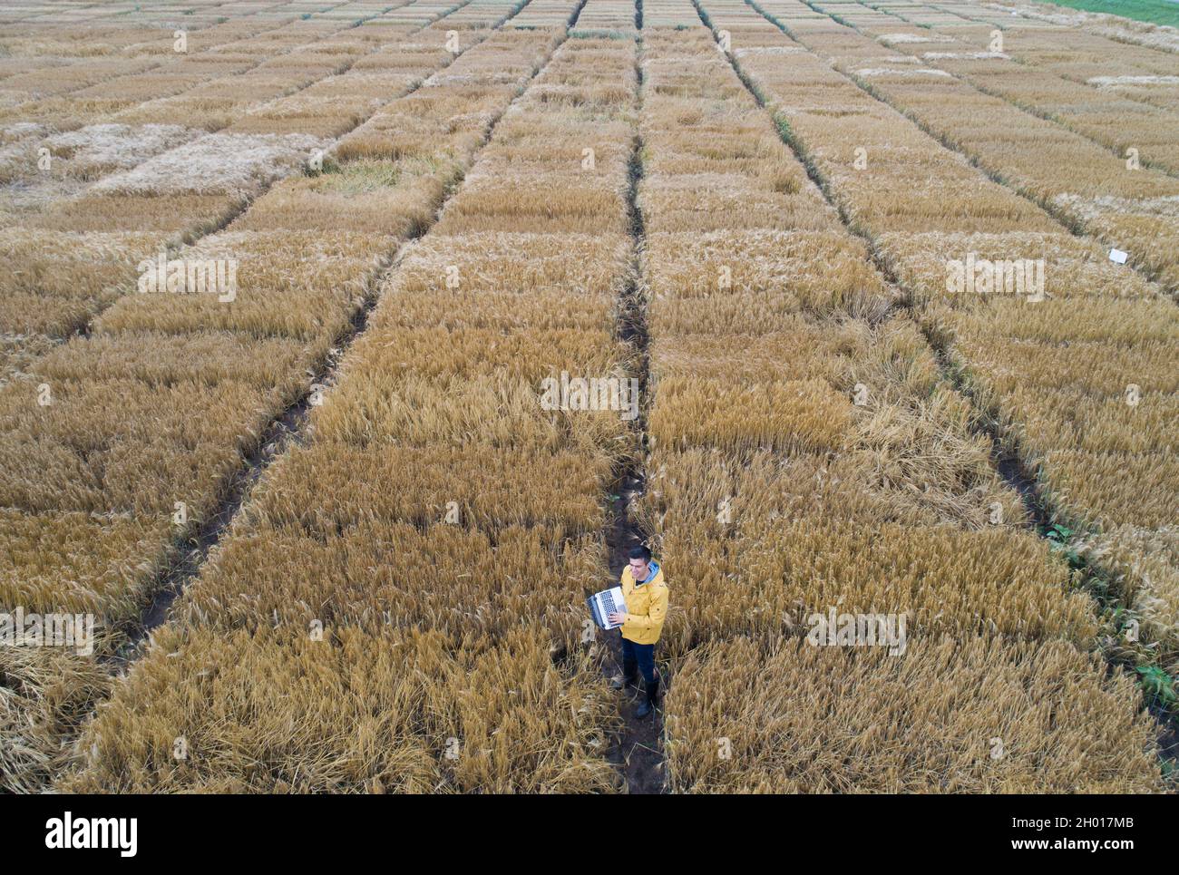 Aerial image of farmer with laptop standing in test plot field with ...