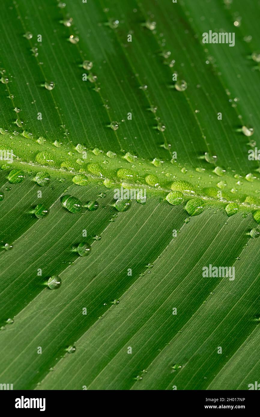 Detail photograph of a banana leaf. Geometric pattern, macro, from the ...