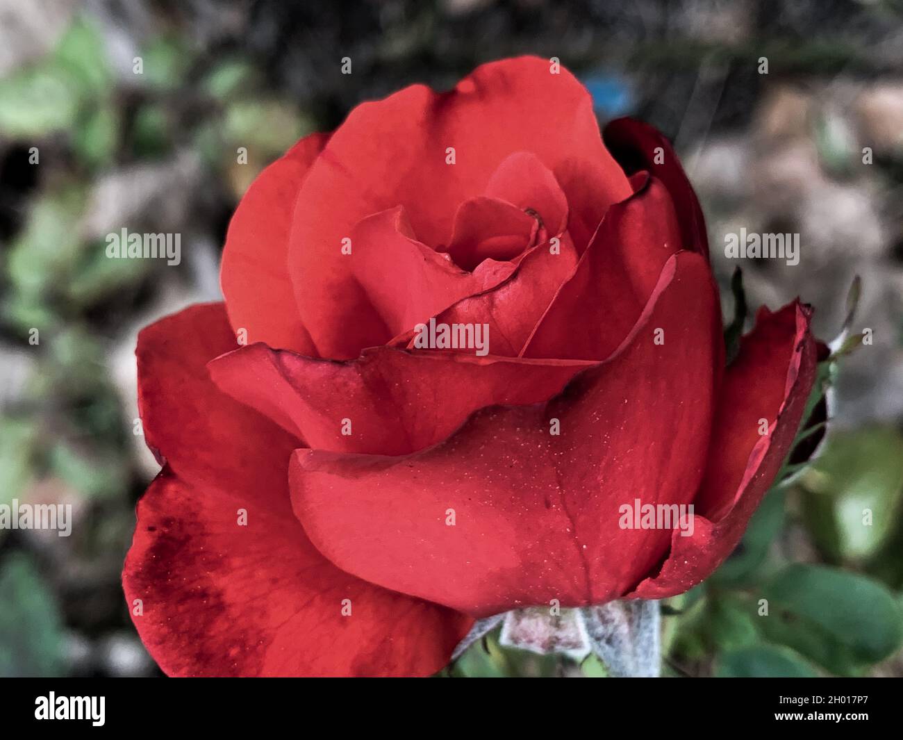 Ingrid bergman rose hi-res stock photography and images - Alamy