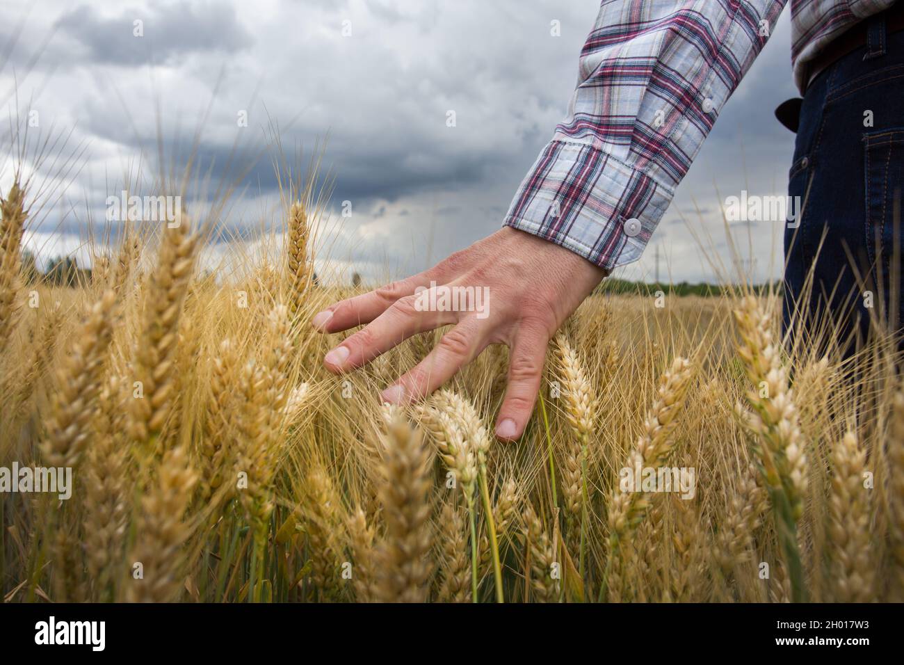 Close up of farmer's hand touching ripe golden spike of barley before ...