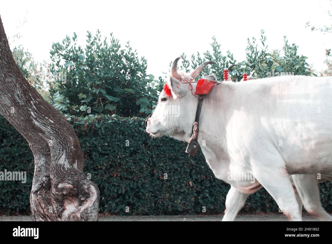 Domestic white cow in a farm Stock Photo - Alamy