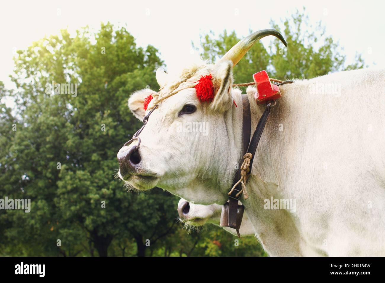 Domestic white cow in a farm Stock Photo - Alamy