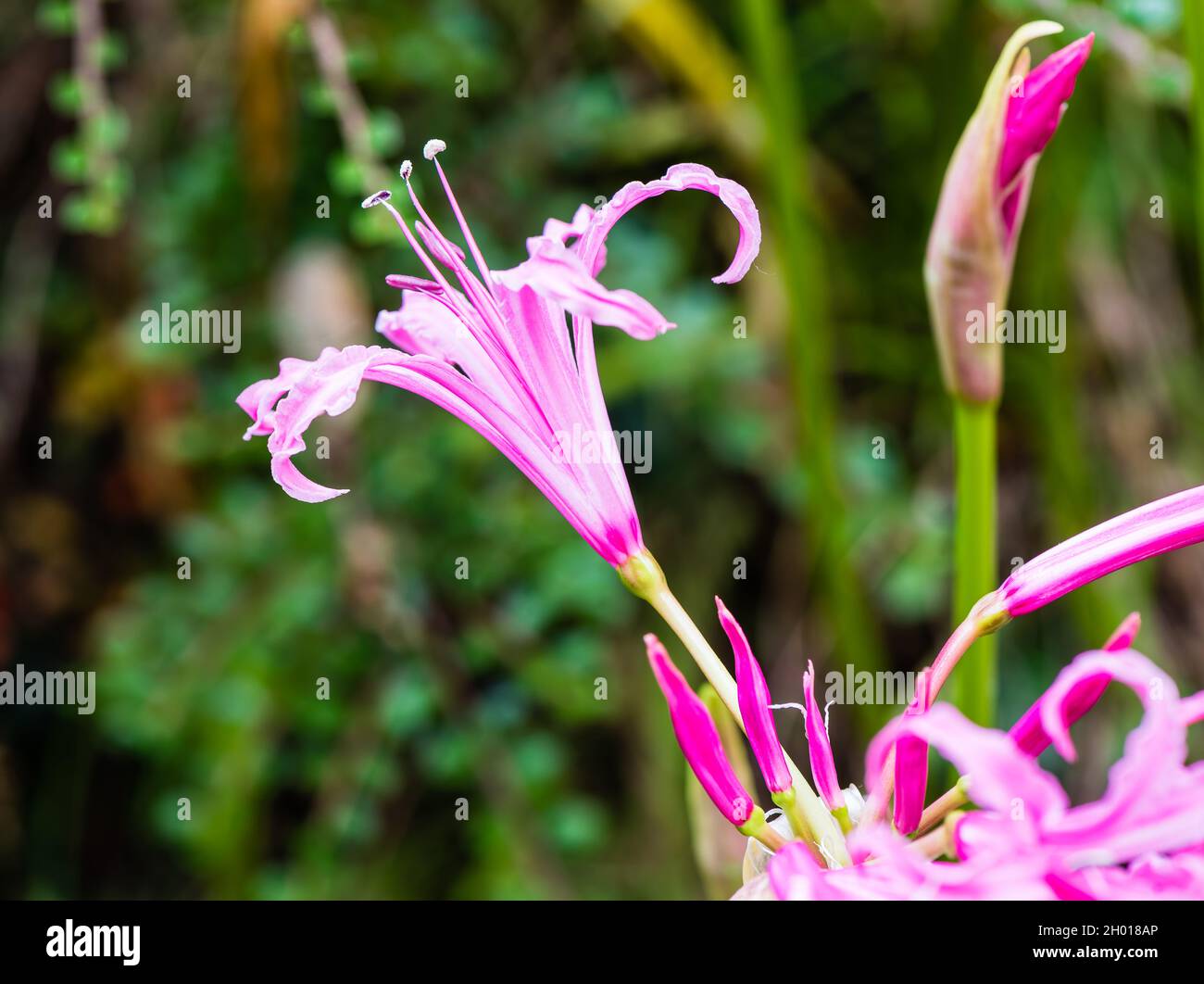 Nerine bowdenii growing in a Devon private garden Stock Photo - Alamy