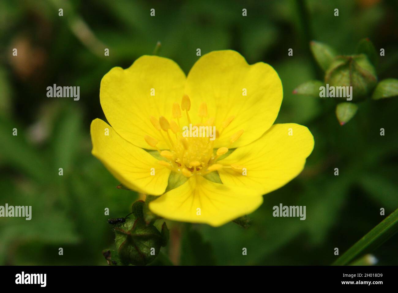 Creeping cinquefoil hi-res stock photography and images - Alamy