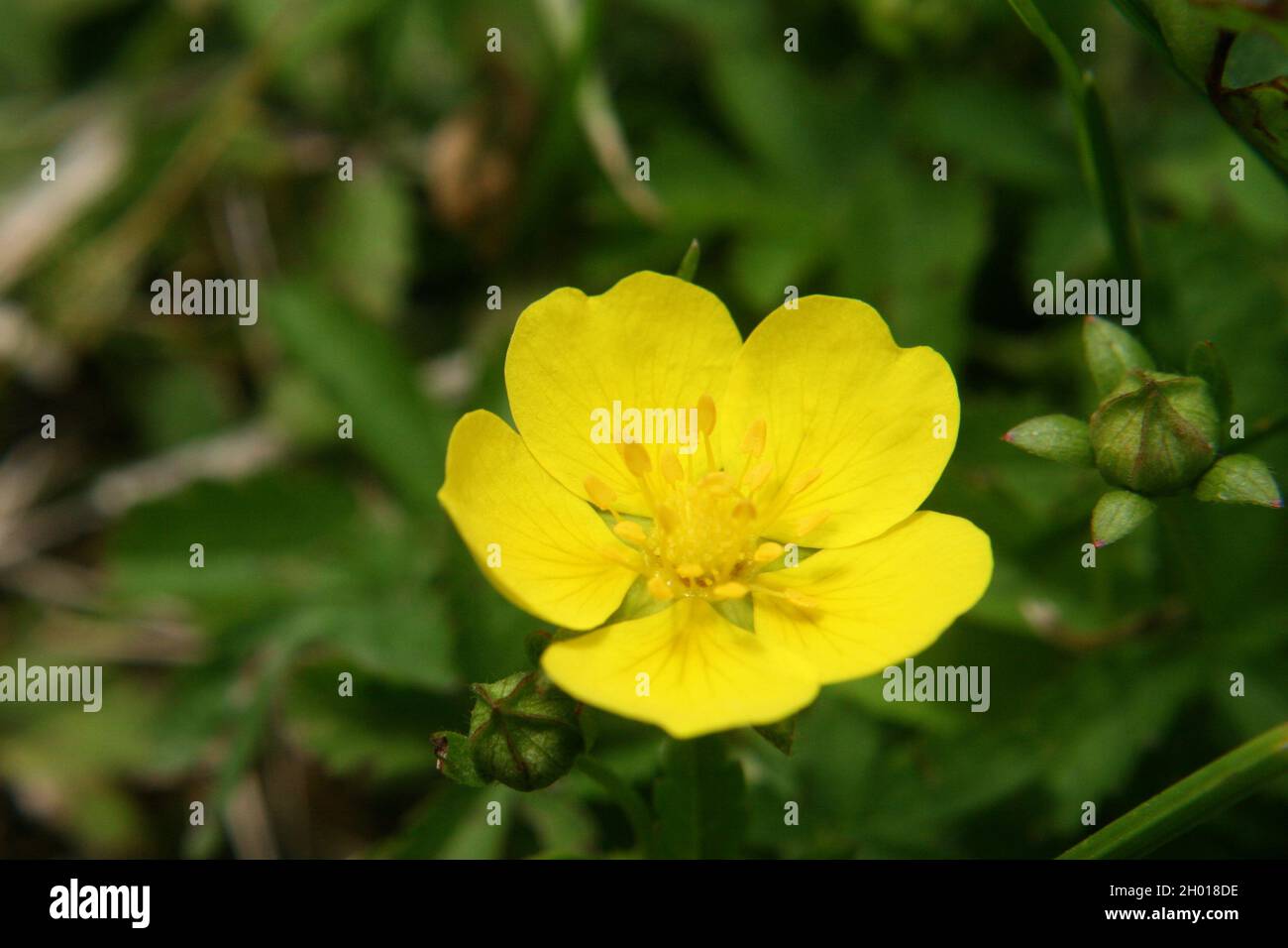 Creeping cinquefoil or European cinquefoil or creeping tormentil ...