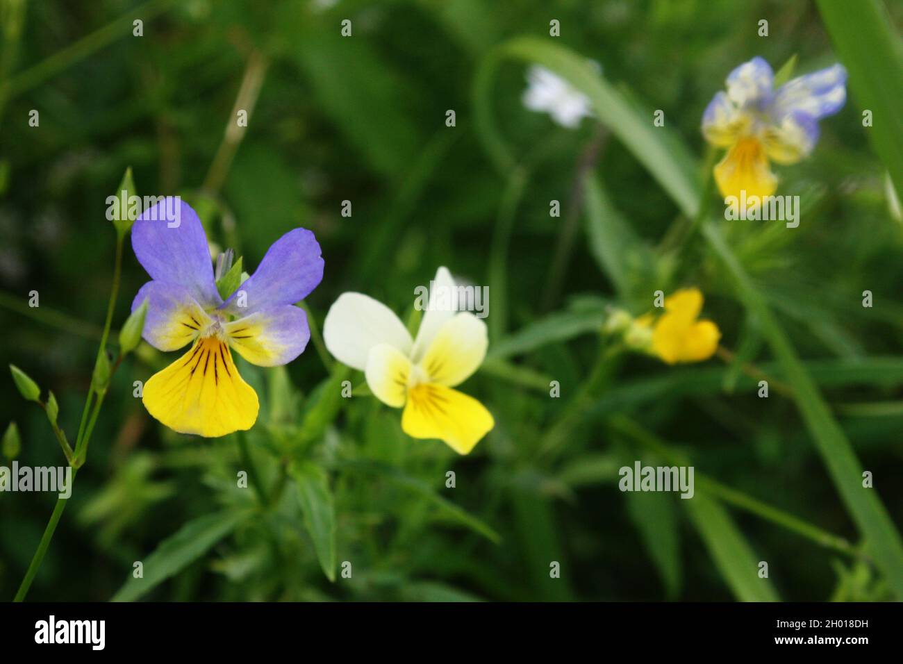 Pansies growing in nature hi-res stock photography and images - Alamy