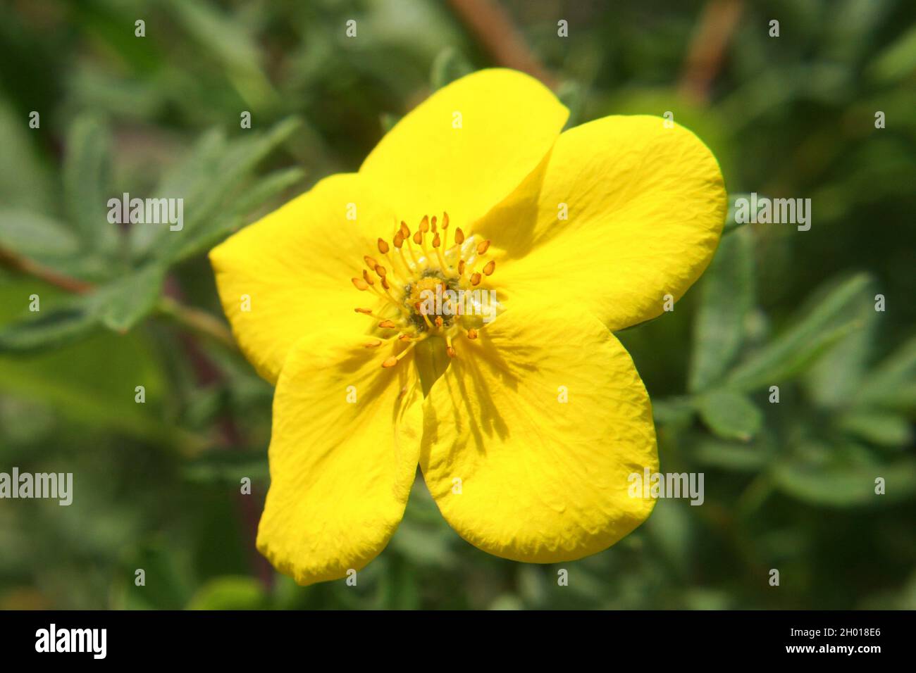 Finger shrub potentilla fruticosa hi-res stock photography and images ...