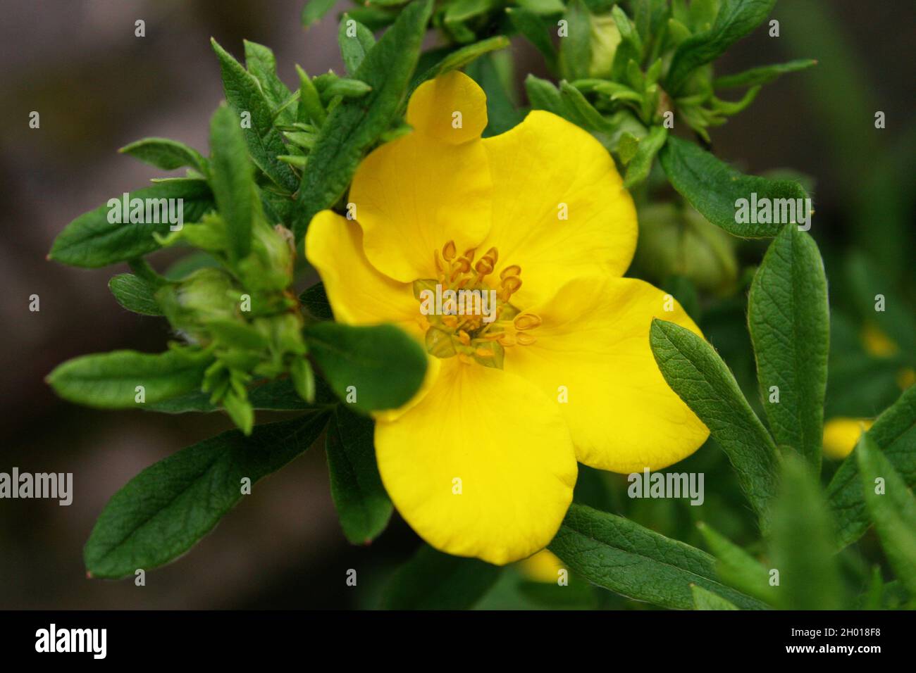 Shrubby five finger hi-res stock photography and images - Alamy
