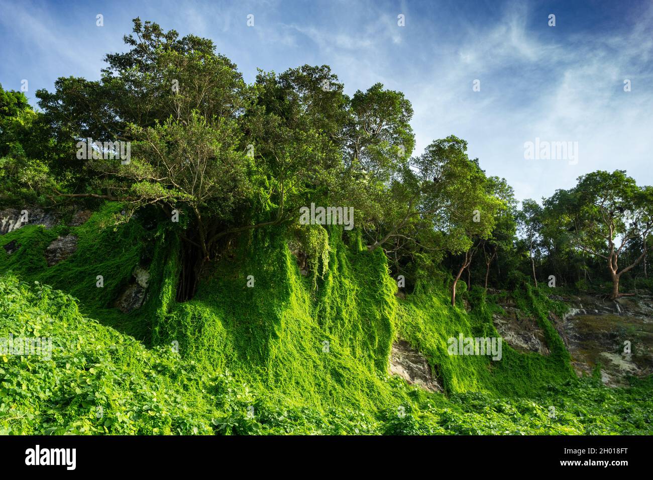 A hillside plenty of greenery, the sunlight is very strong and the ...