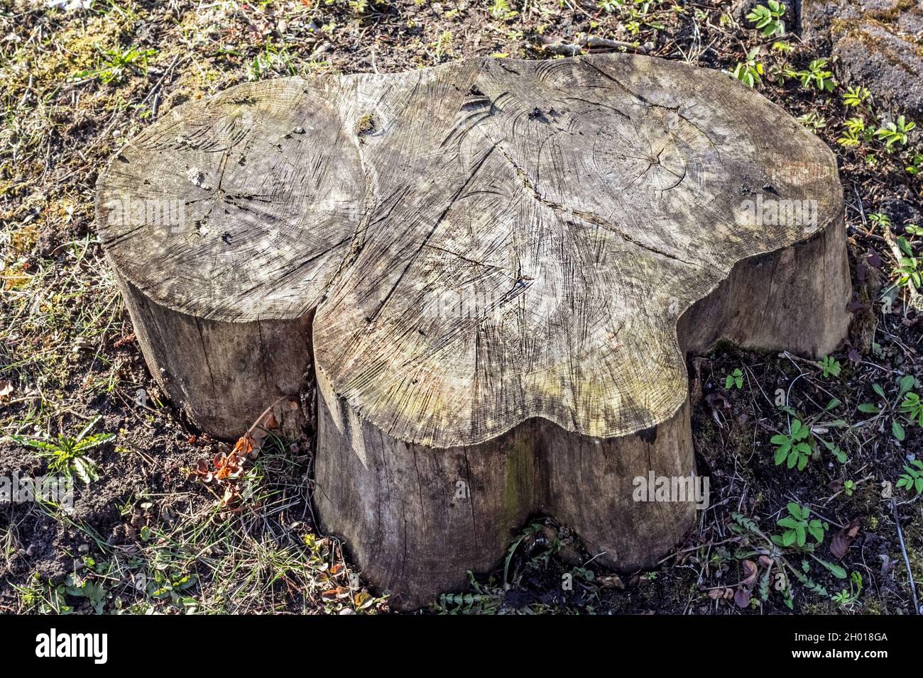 Stump sawn tree trunk hi-res stock photography and images - Alamy