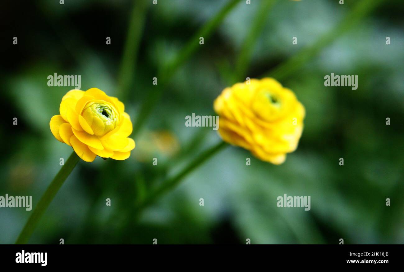 Hybrid meadow buttercup or tall buttercup or common buttercup or giant ...