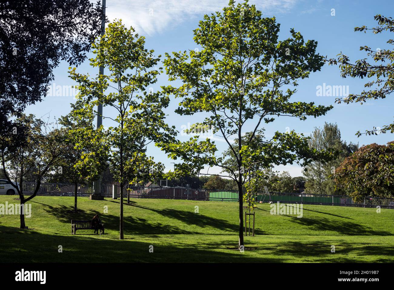 Young trees in Greyfriars Green, Coventry, West Midlands, England, UK ...