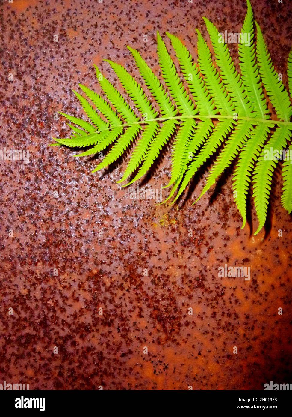 Fern leaves on rusty metal background close-up. Place for your text ...