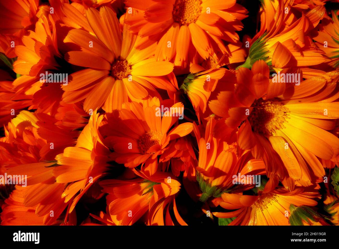 Calendula flowers. Harvesting. Many orange flowers. Background floral ...