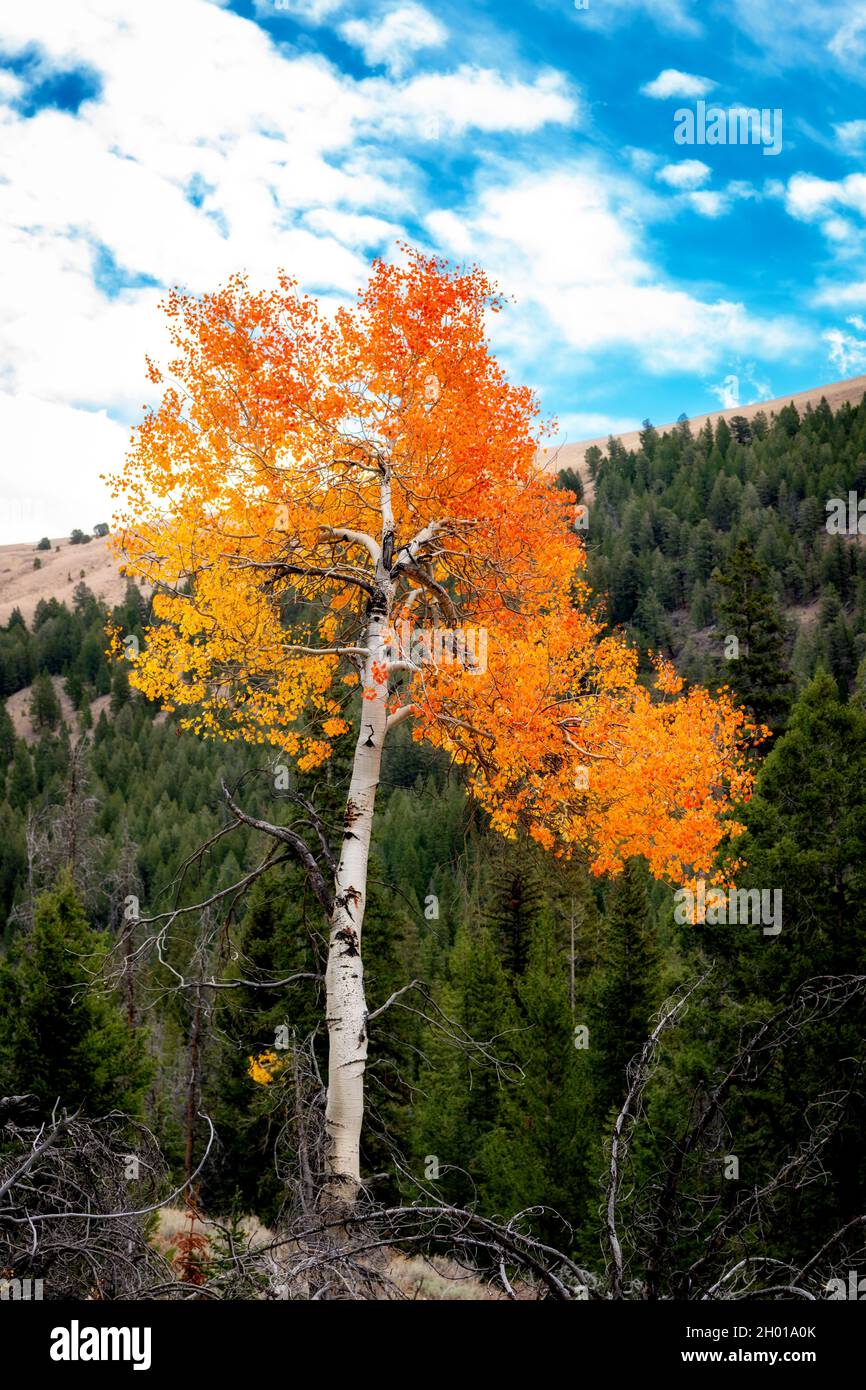 Lone Aspen in a forest of green pines in fall Stock Photo - Alamy