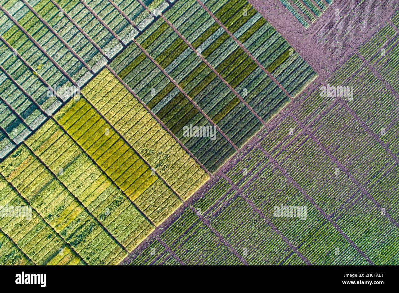 Top view of agricultural test plots with different sorts of cereal ...