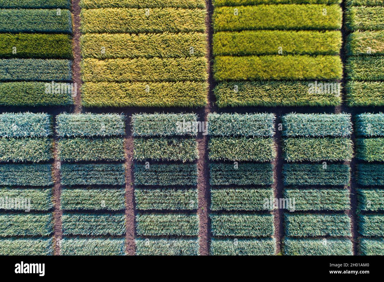 Top view of agricultural test plots with different sorts of cereal ...