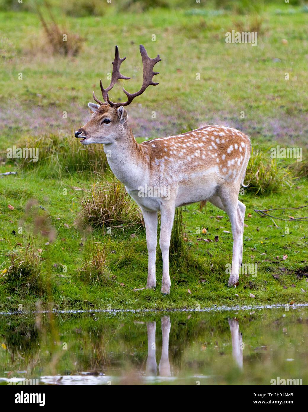 Fallow deer standing by the water with reflection in the field with ...