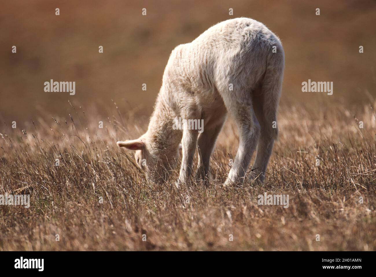 Beautiful baby sheep hi-res stock photography and images - Alamy