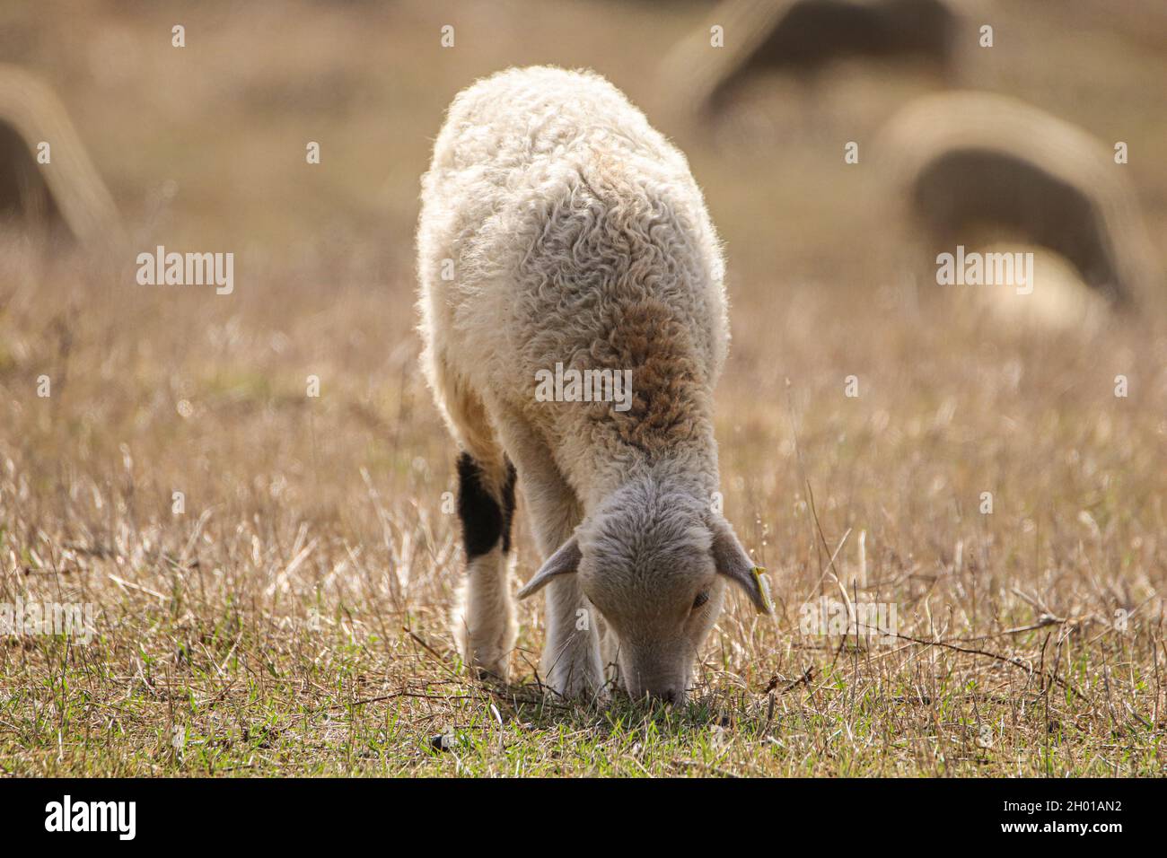 Baby sheep in a field Stock Photo - Alamy