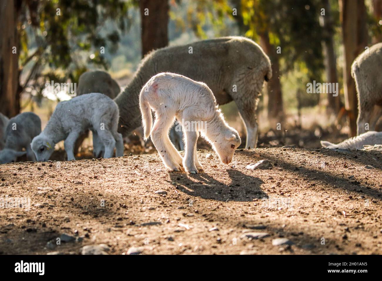 Beautiful baby sheep hi-res stock photography and images - Alamy