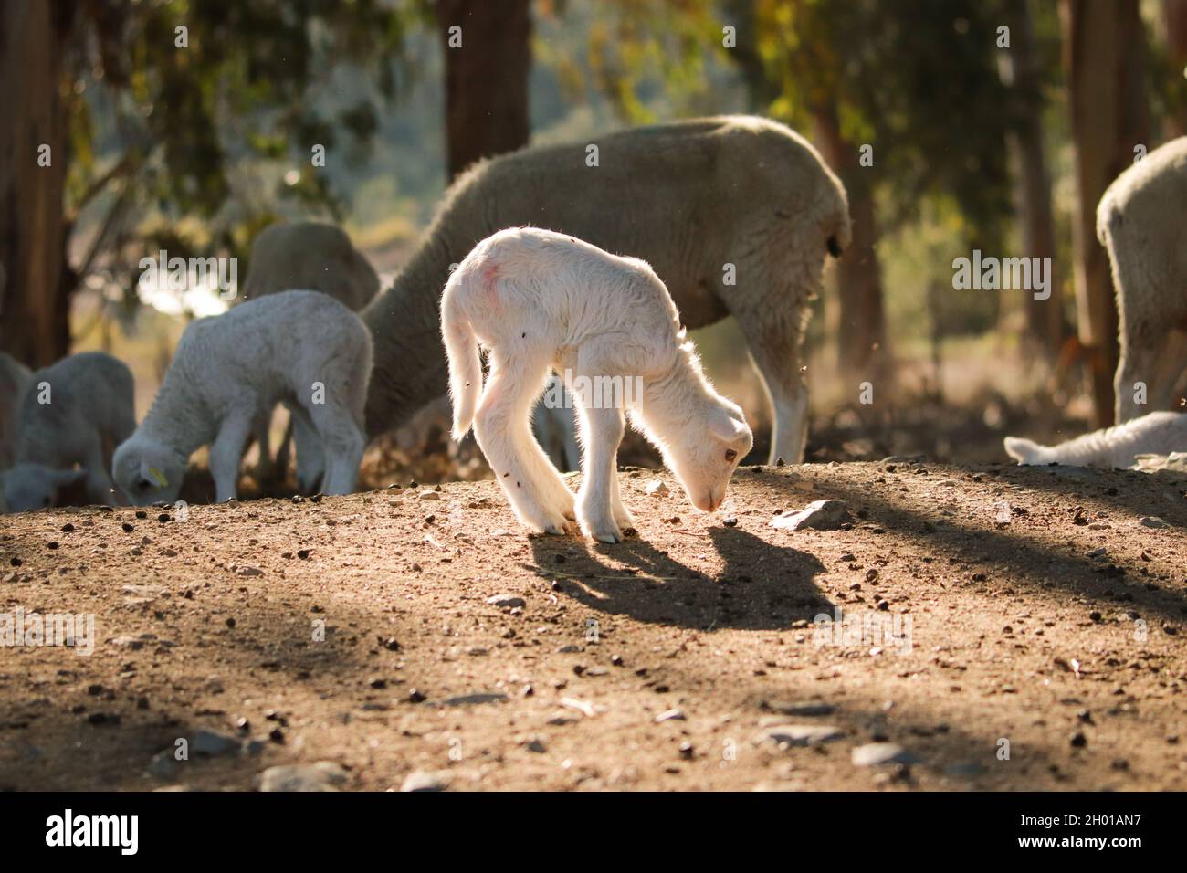 Beautiful baby sheep hi-res stock photography and images - Alamy