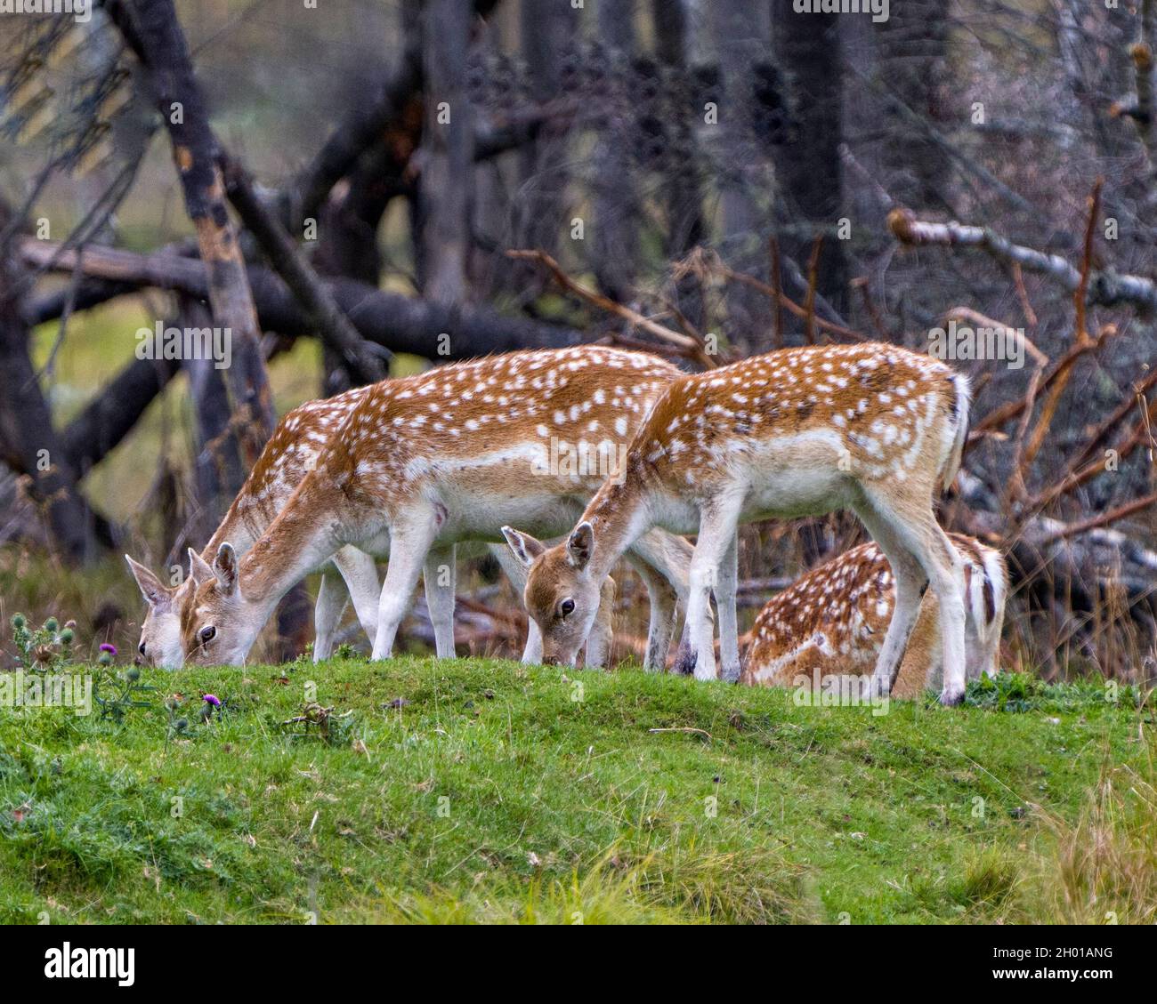 Herd markings hi-res stock photography and images - Alamy