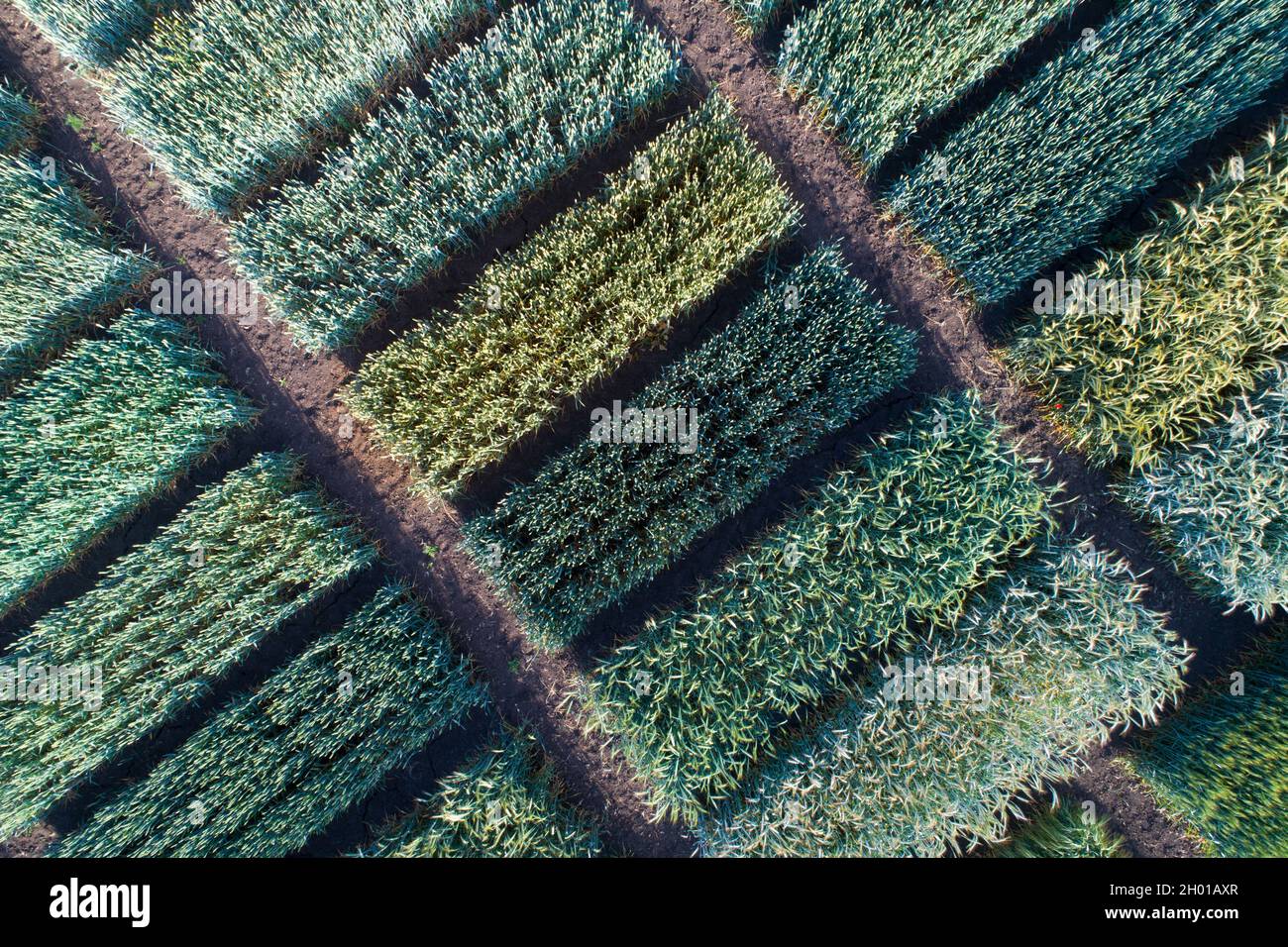 Top view of agricultural test plots with different sorts of cereal ...