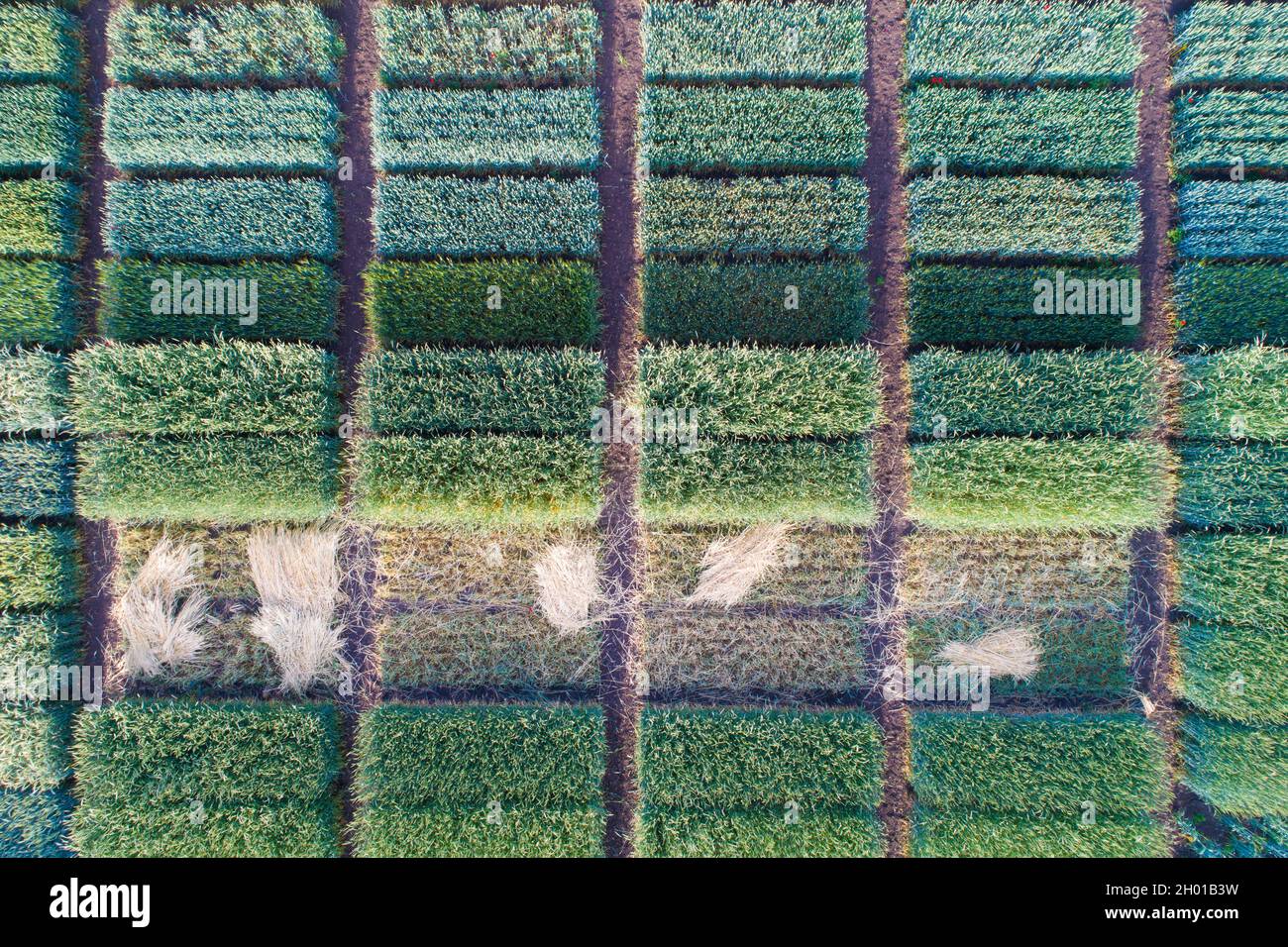 Top view of agricultural test plots with different sorts of cereal ...