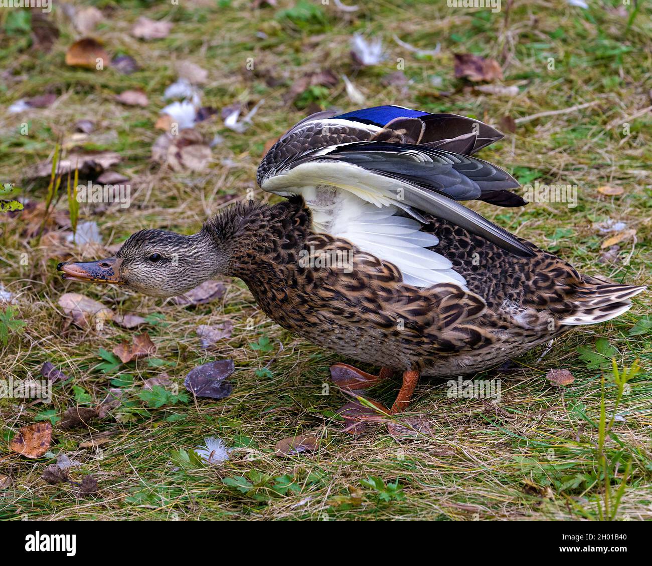 Mallard duck landing on grass with spread wings and extended neck in ...
