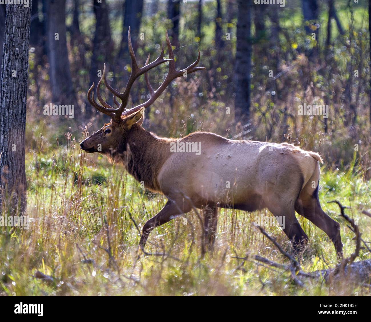 Elk male close-up profile side view walking in the forest with a blur ...