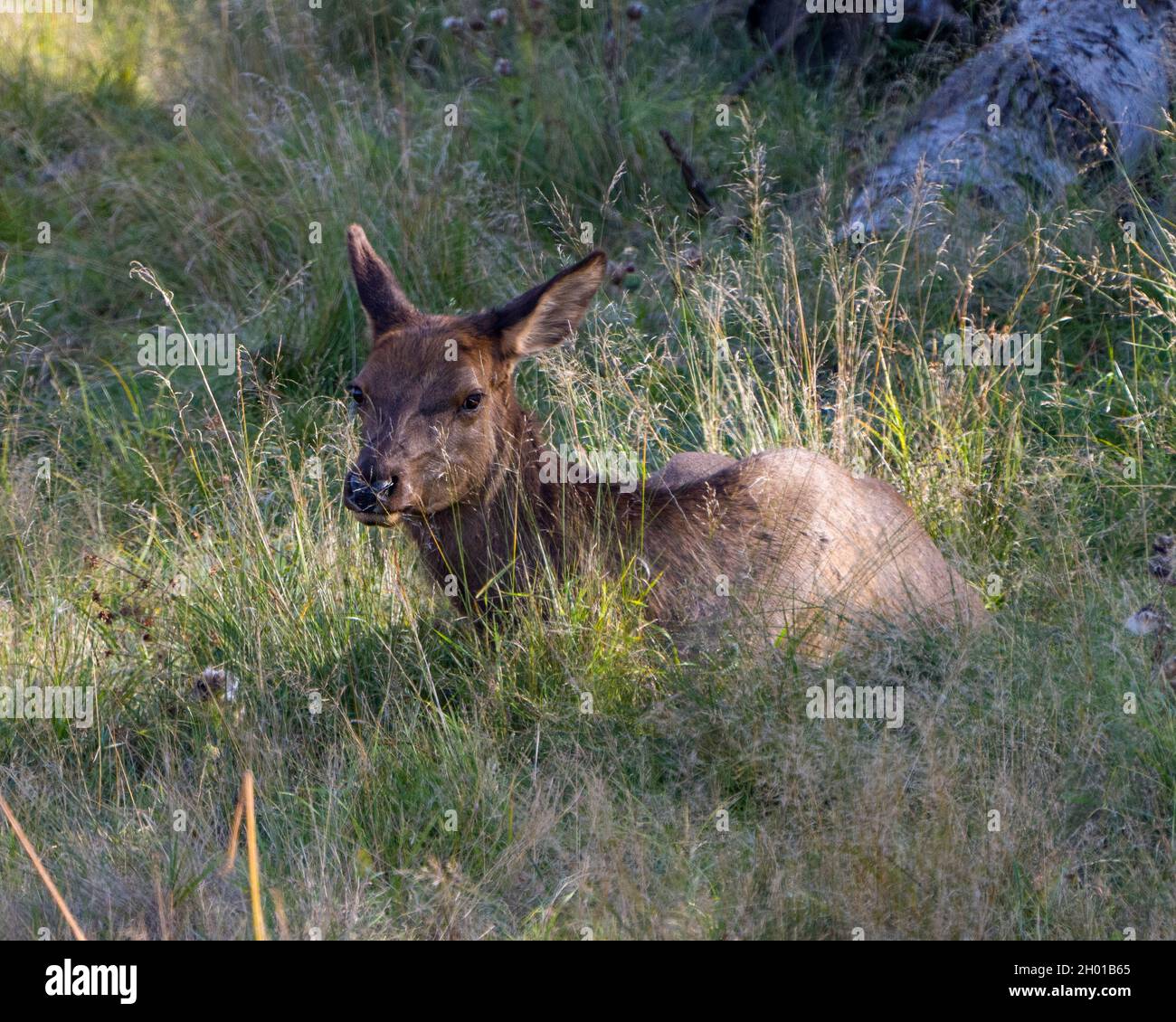 Elk female animal resting photo image hi-res stock photography and ...