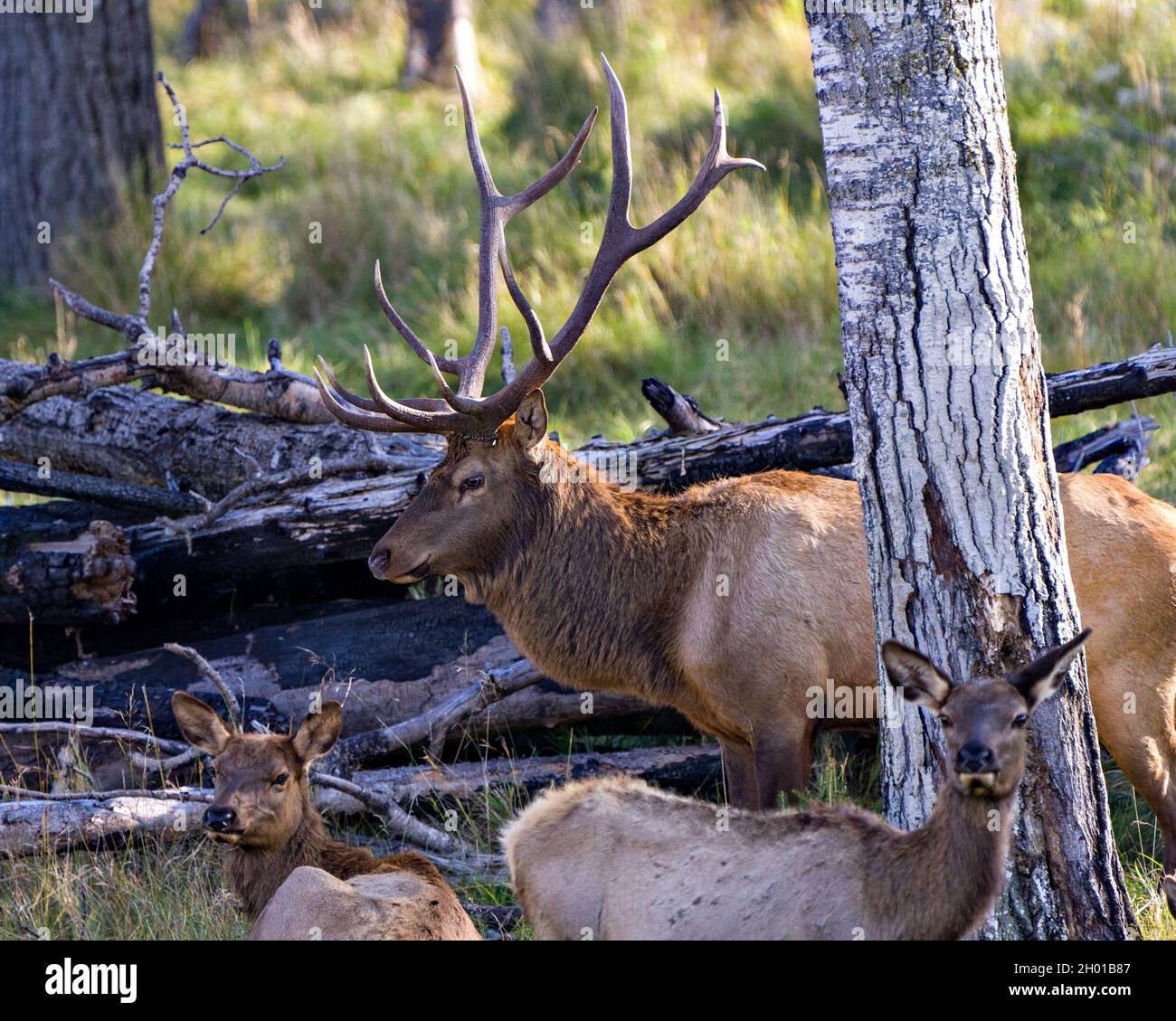 Elk male buck protecting his female herd in the mating season in the ...