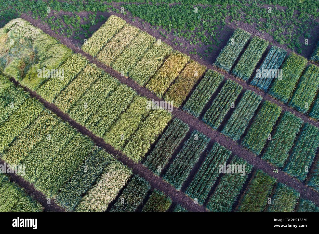 Aerial image of agricultural test plots with different sorts of cereal ...