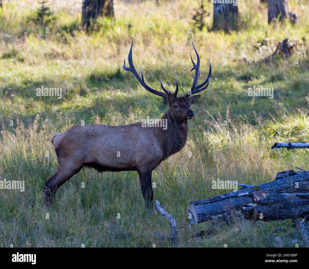 Elk male buck side view in the field in mating season in the bush with ...