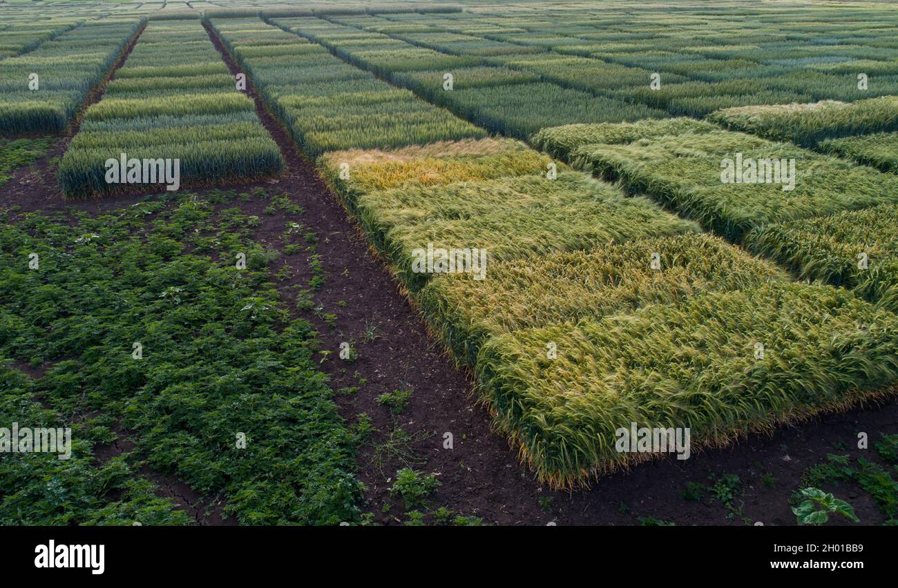 Aerial image of agricultural test plots with different sorts of cereal ...