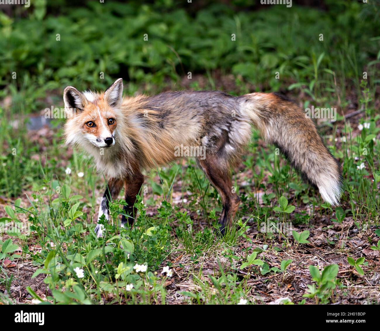 Red fox side view with foliage background and foreground displaying ...