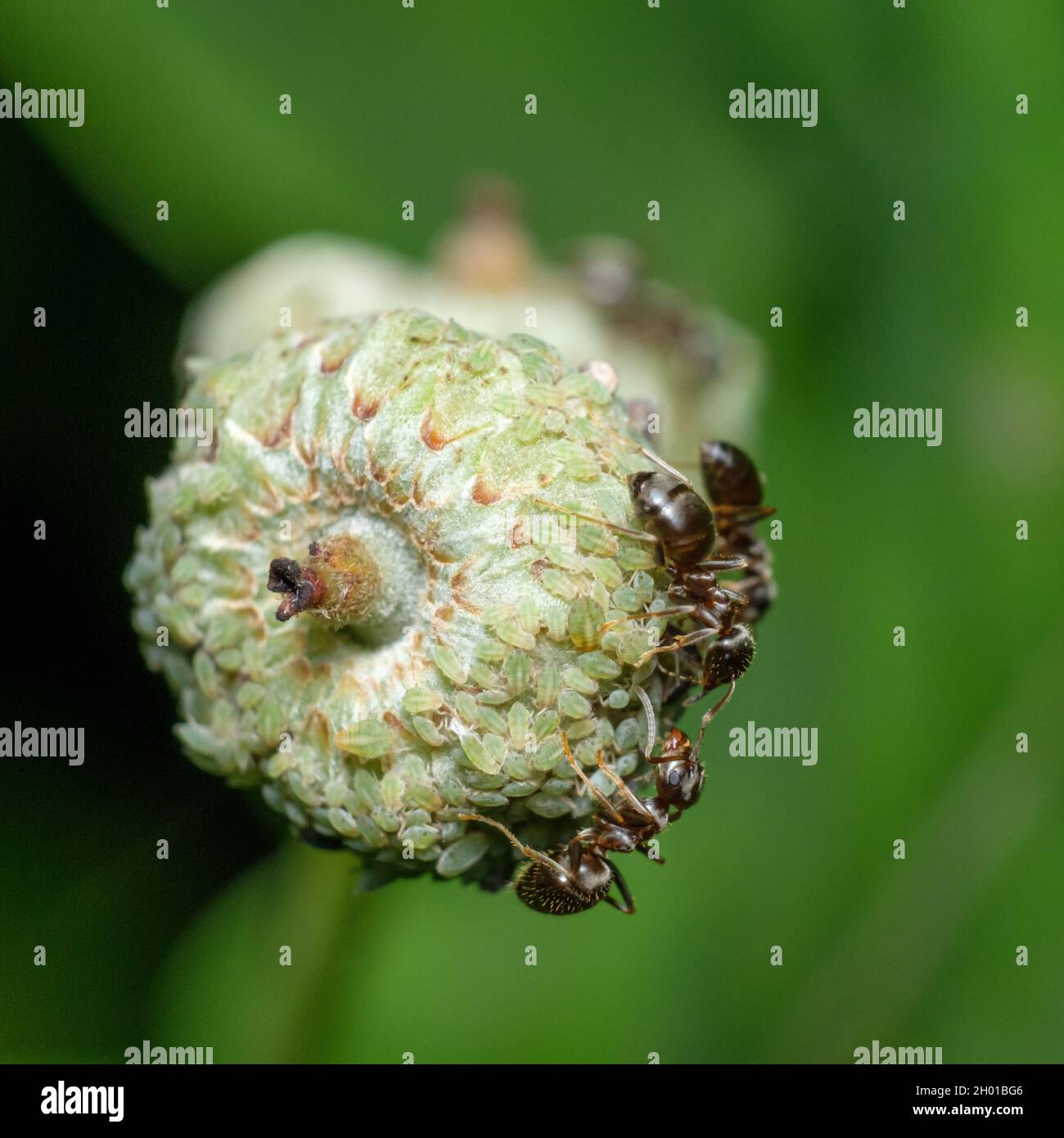 A macro shot of ants and louses on an acorn of an oak with a blurry ...