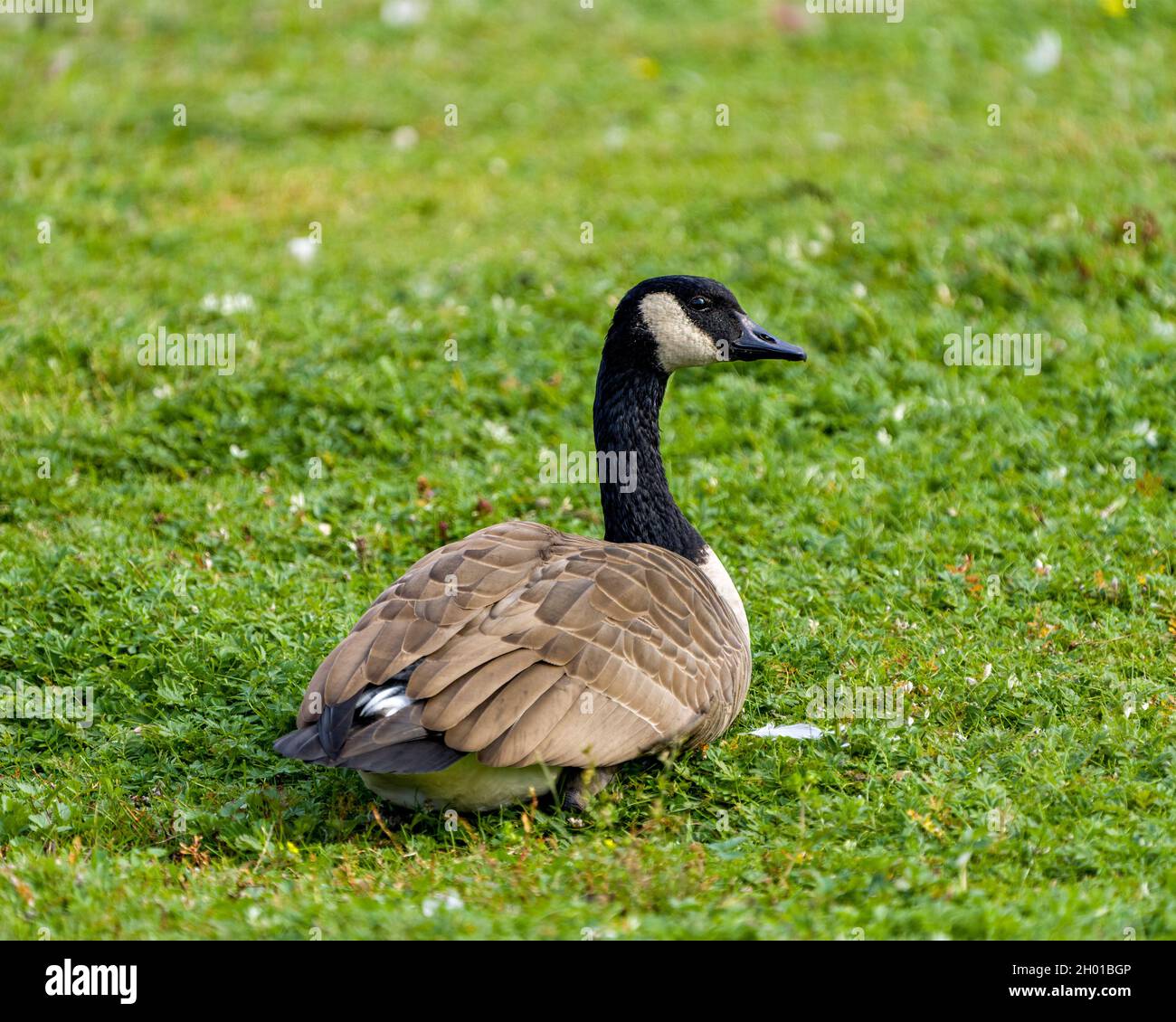 Canada geese beautiful bird photo hi-res stock photography and images ...