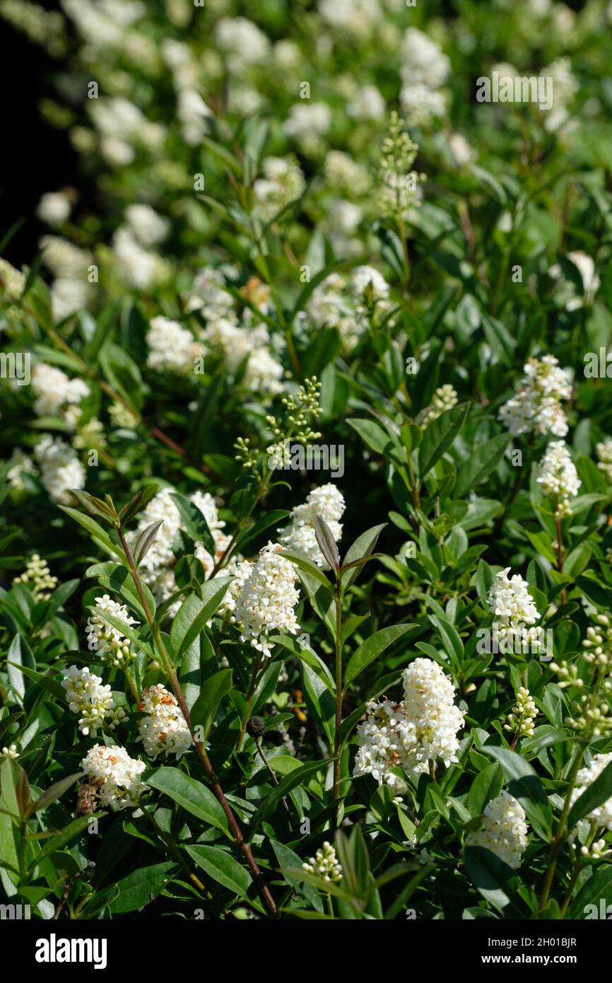 A close up shot of a white flowers of privet hedge in a garden in ...