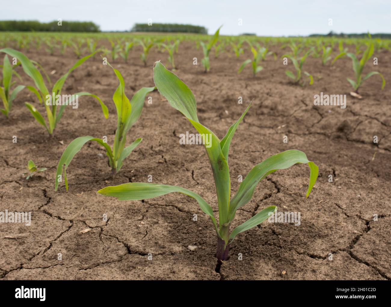 Close up of young corn plant in dry soil. Drought in agriculture ...