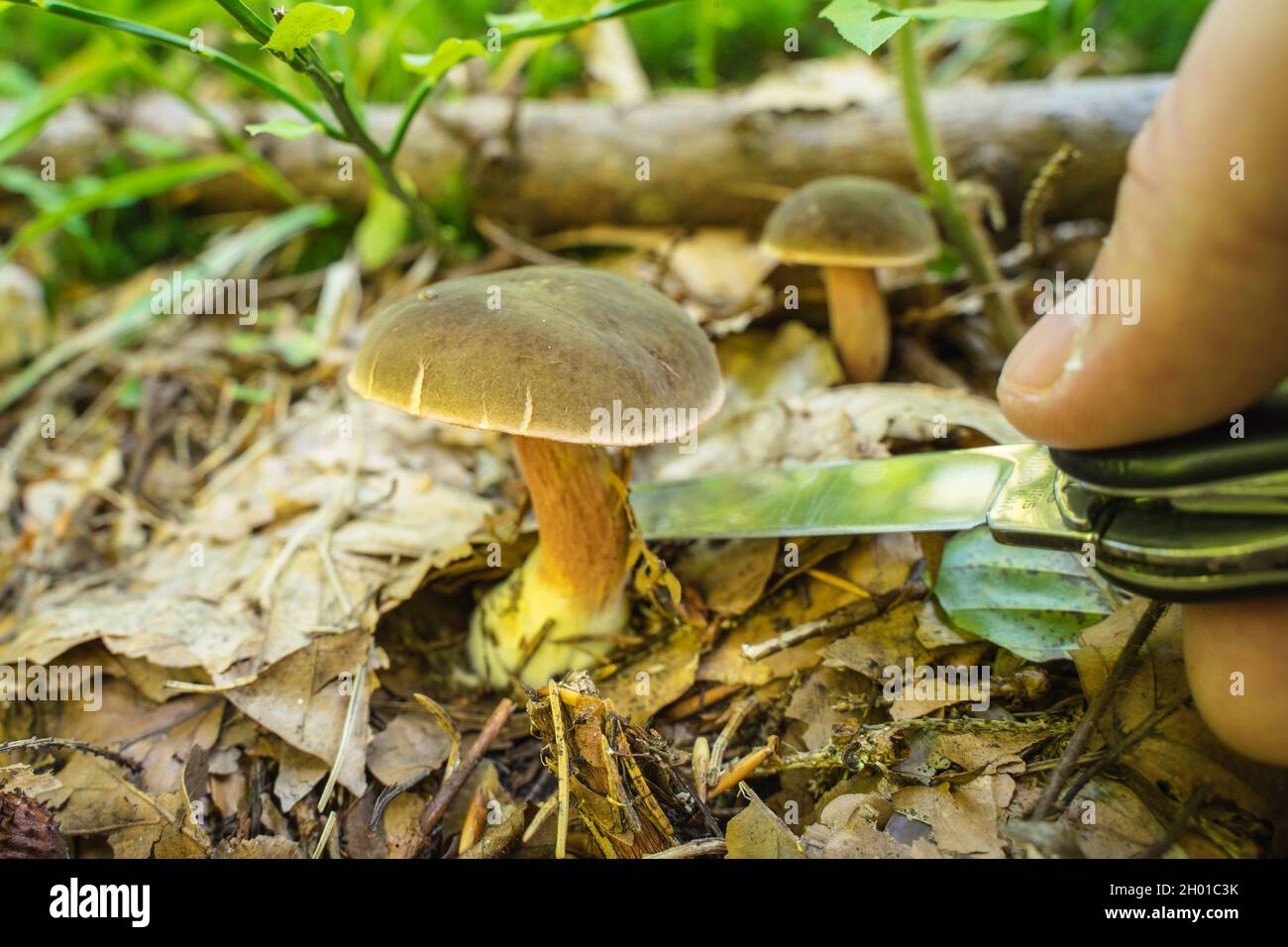 A human hand is cutting a fungi growing on the ground Stock Photo - Alamy